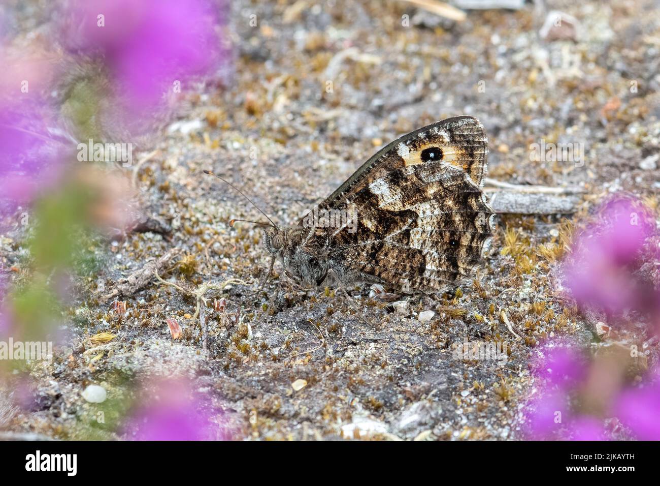Grayling butterfly (Hipparchia semele) on sandy heathland, Surrey ...