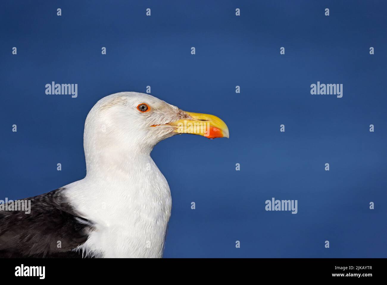 Great Black-backed Gull on Skokholm Island Wales Stock Photo - Alamy