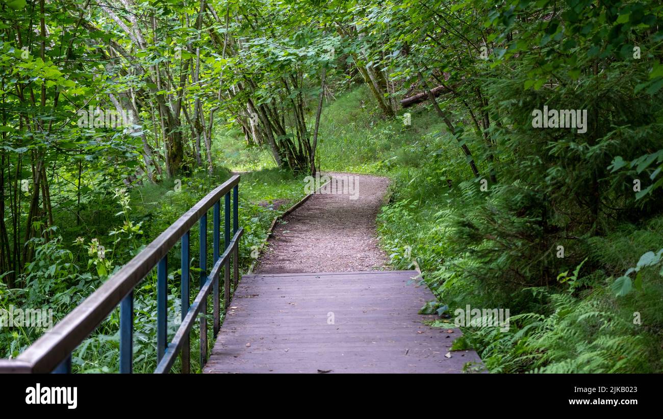 Tourist walking path through the forest. The wooden footbridge ended, a ...