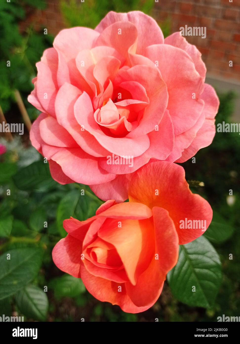 Rose val de marne hi-res stock photography and images - Alamy