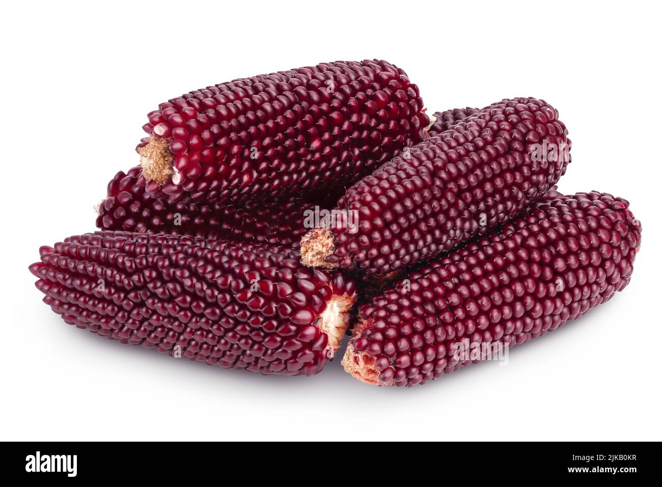 Purple corn or maize isolated on white background with full depth of ...