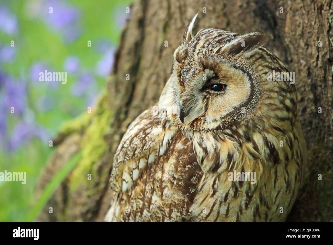 Tree long trunk hi-res stock photography and images - Alamy