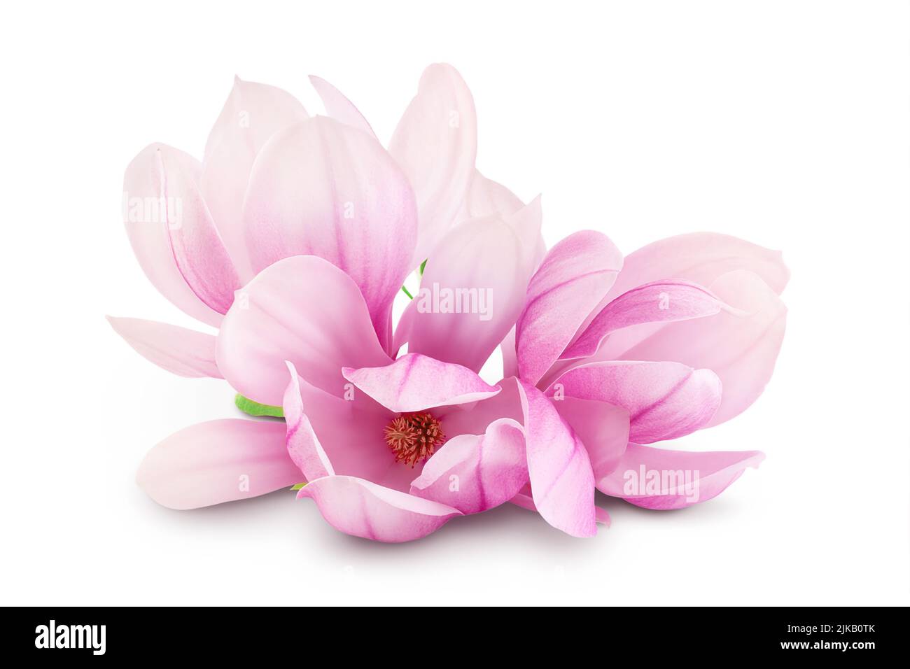 Pink magnolia flower isolated on white background with full depth of ...
