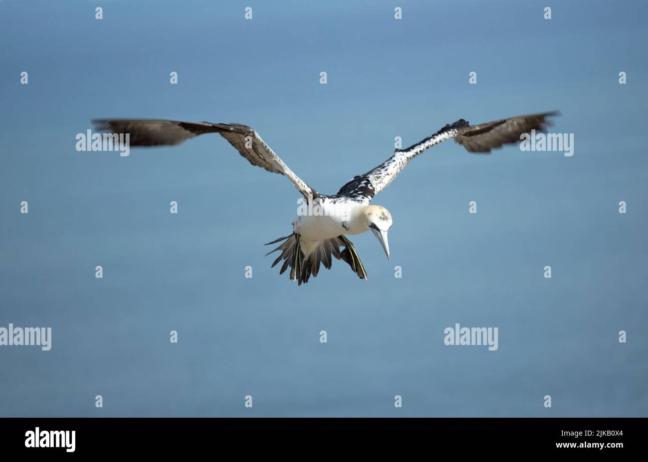 The black wing feathers show us the age of the Gannet. This 4 year old ...