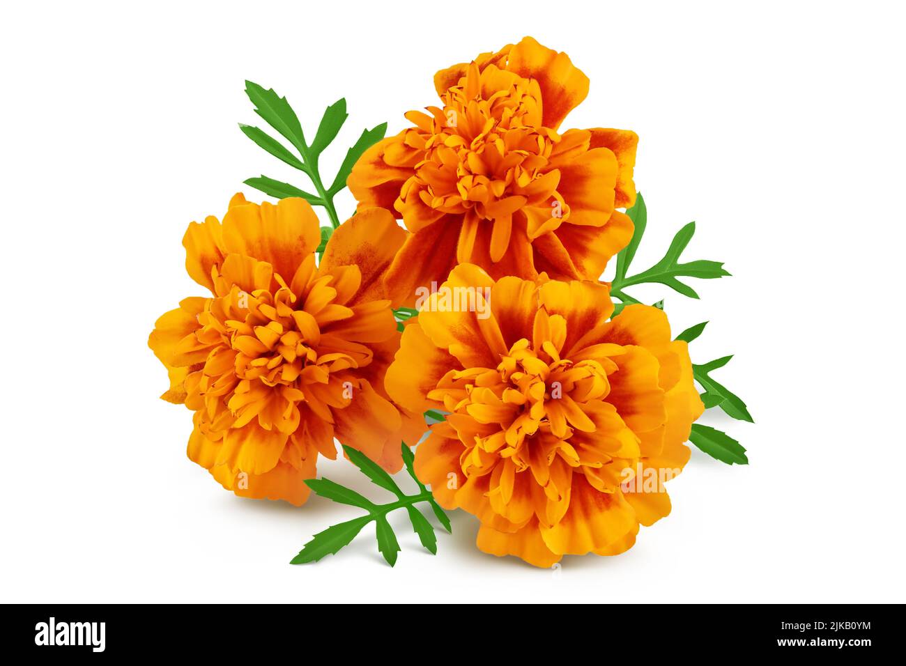 fresh marigold or tagetes erecta flower isolated on white background ...