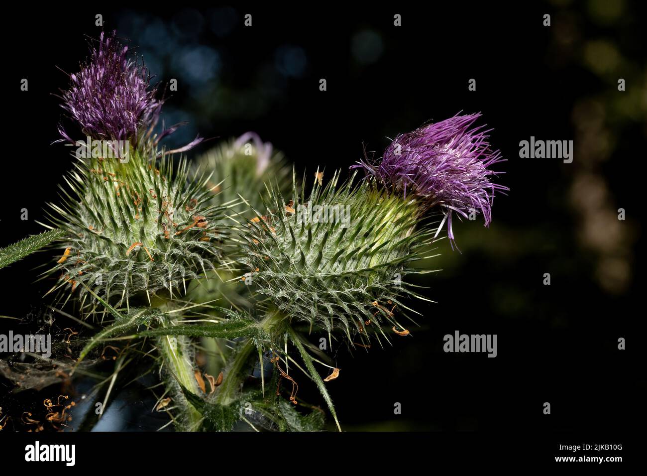 Carduus nutans nodding thistle weed hi-res stock photography and images ...