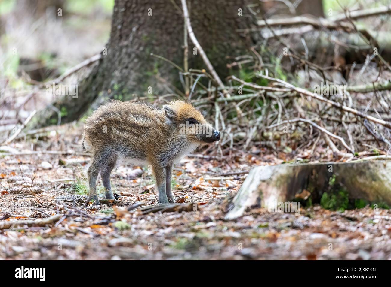 Side view of young wild boar posing in the forest. Horizontally Stock ...