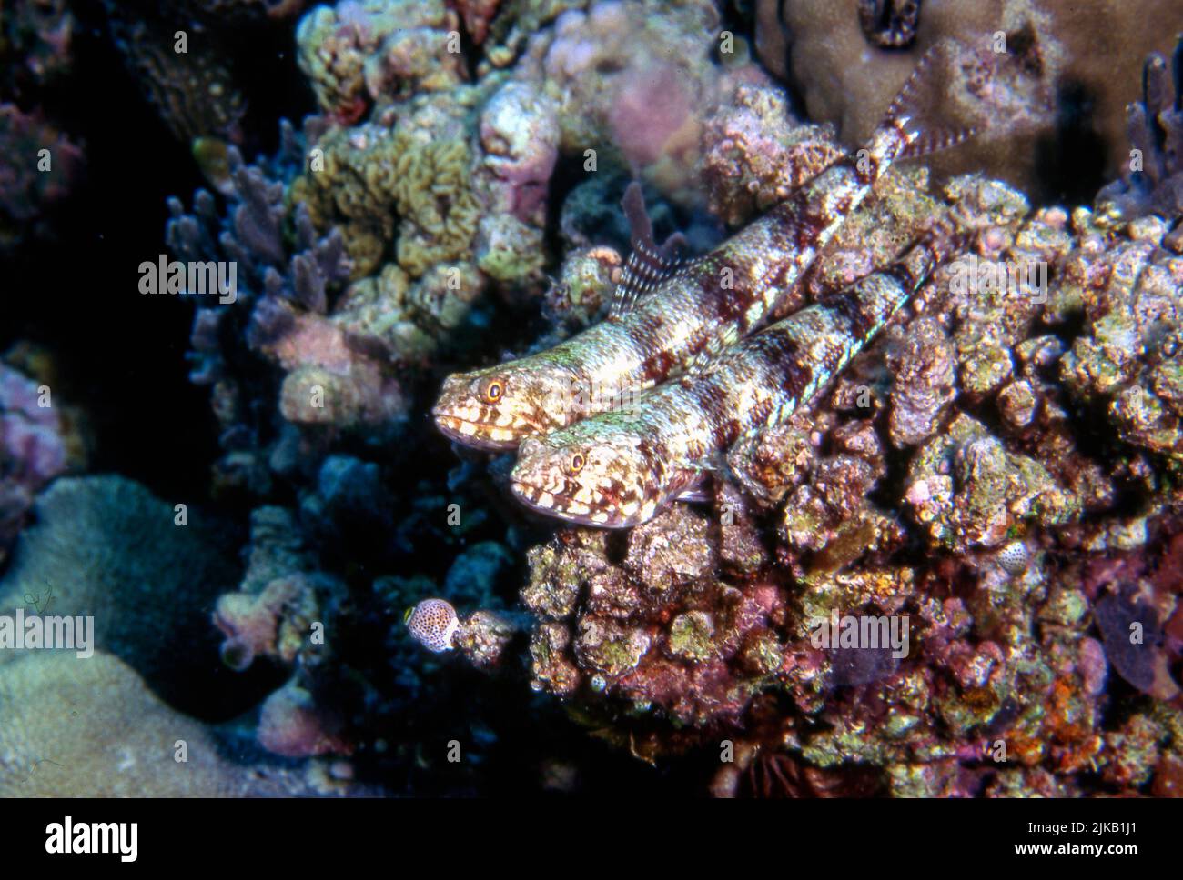 variegated lizardfish (Synodus variegatus) from Kuredu Island, the ...