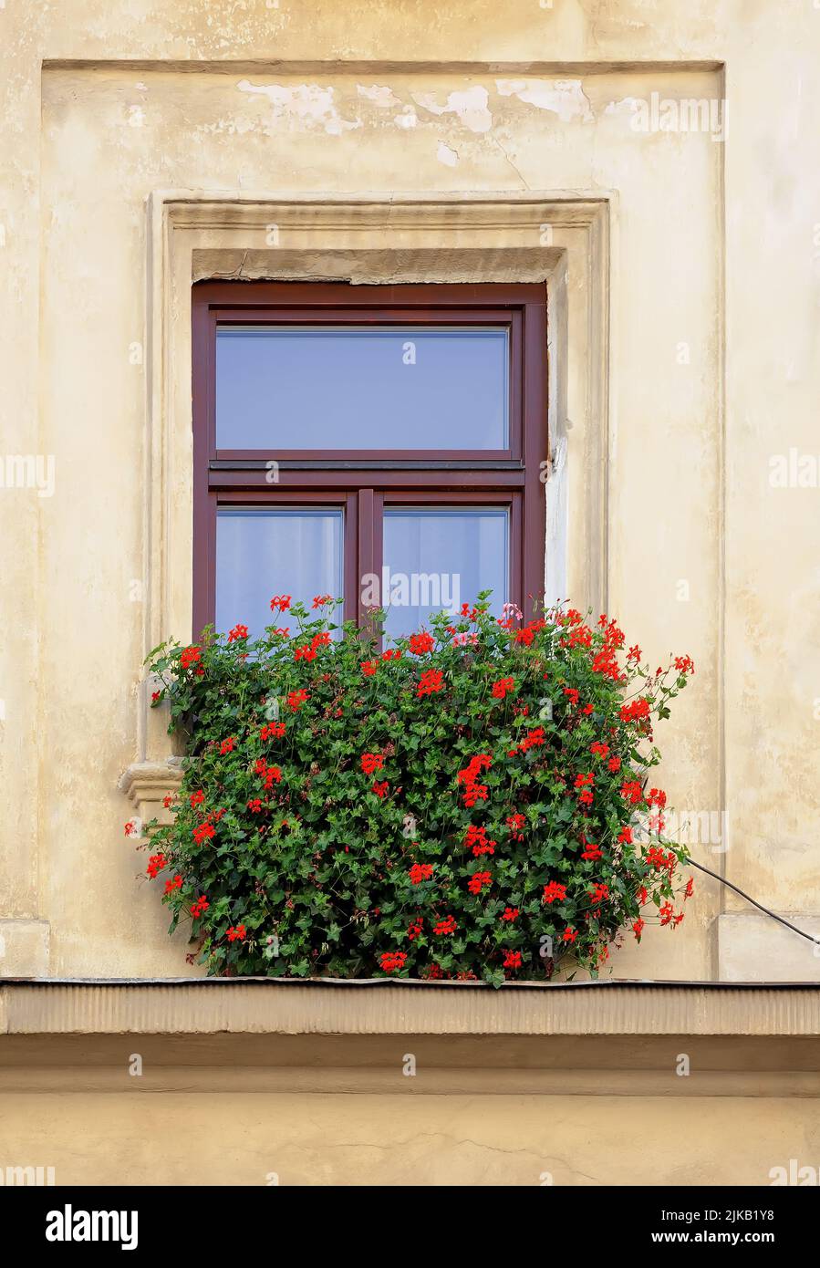 Old building facade with window with geranium Stock Photo - Alamy