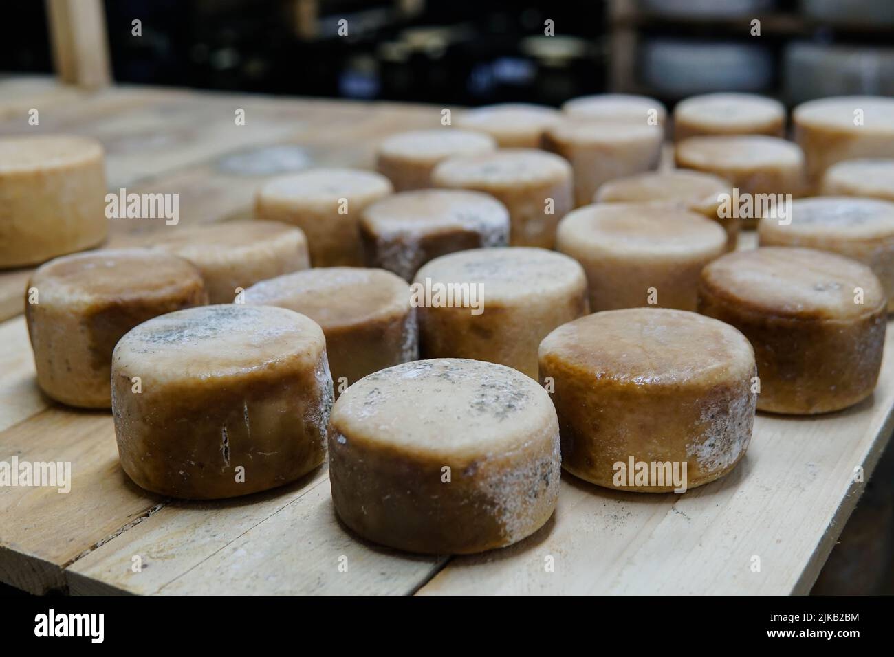 Round hard cheese heads ripening on shelf in cold chamber on cheese ...