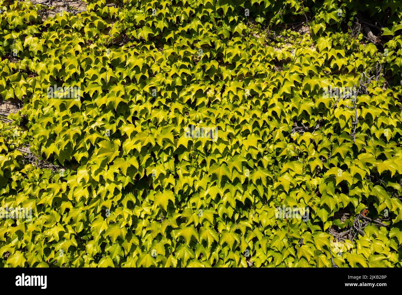 Close on greenery ivy hi-res stock photography and images - Alamy