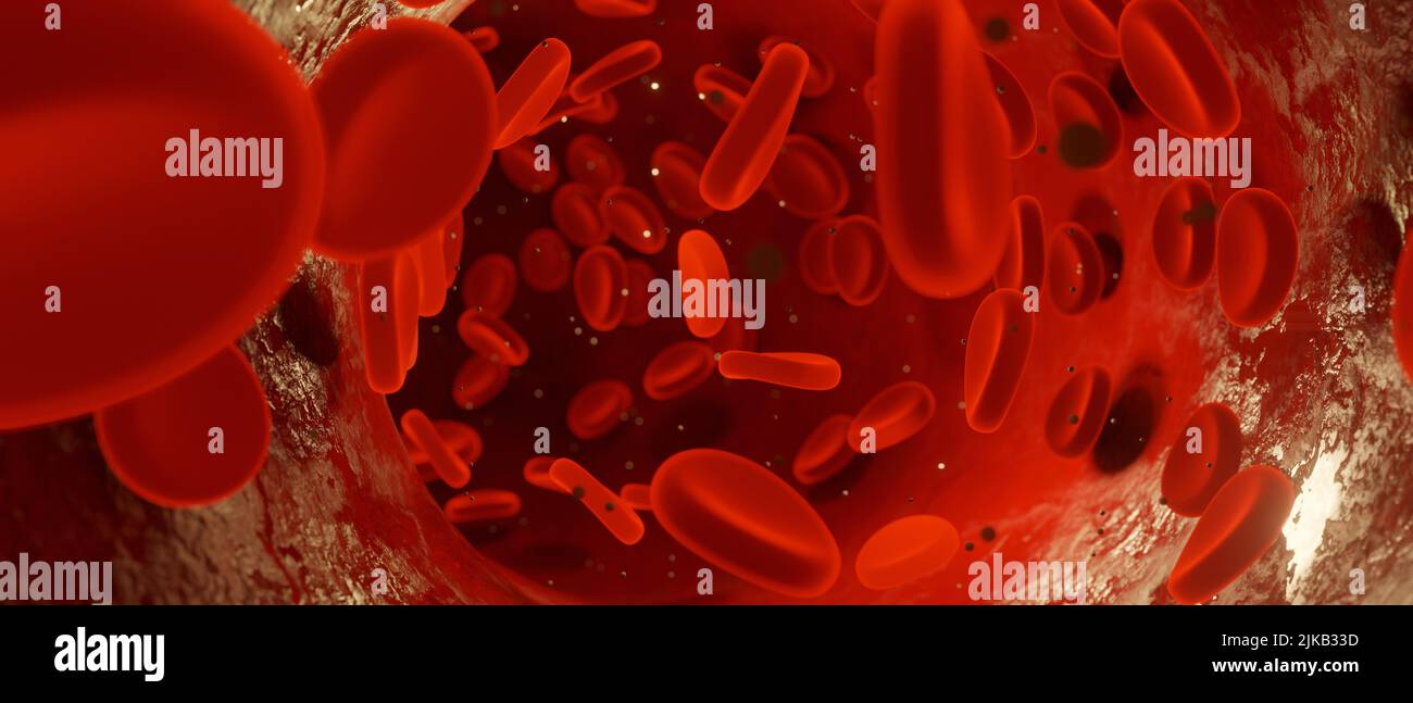 Red blood cells moving blood vessel panorama style. 3D rendering Stock ...
