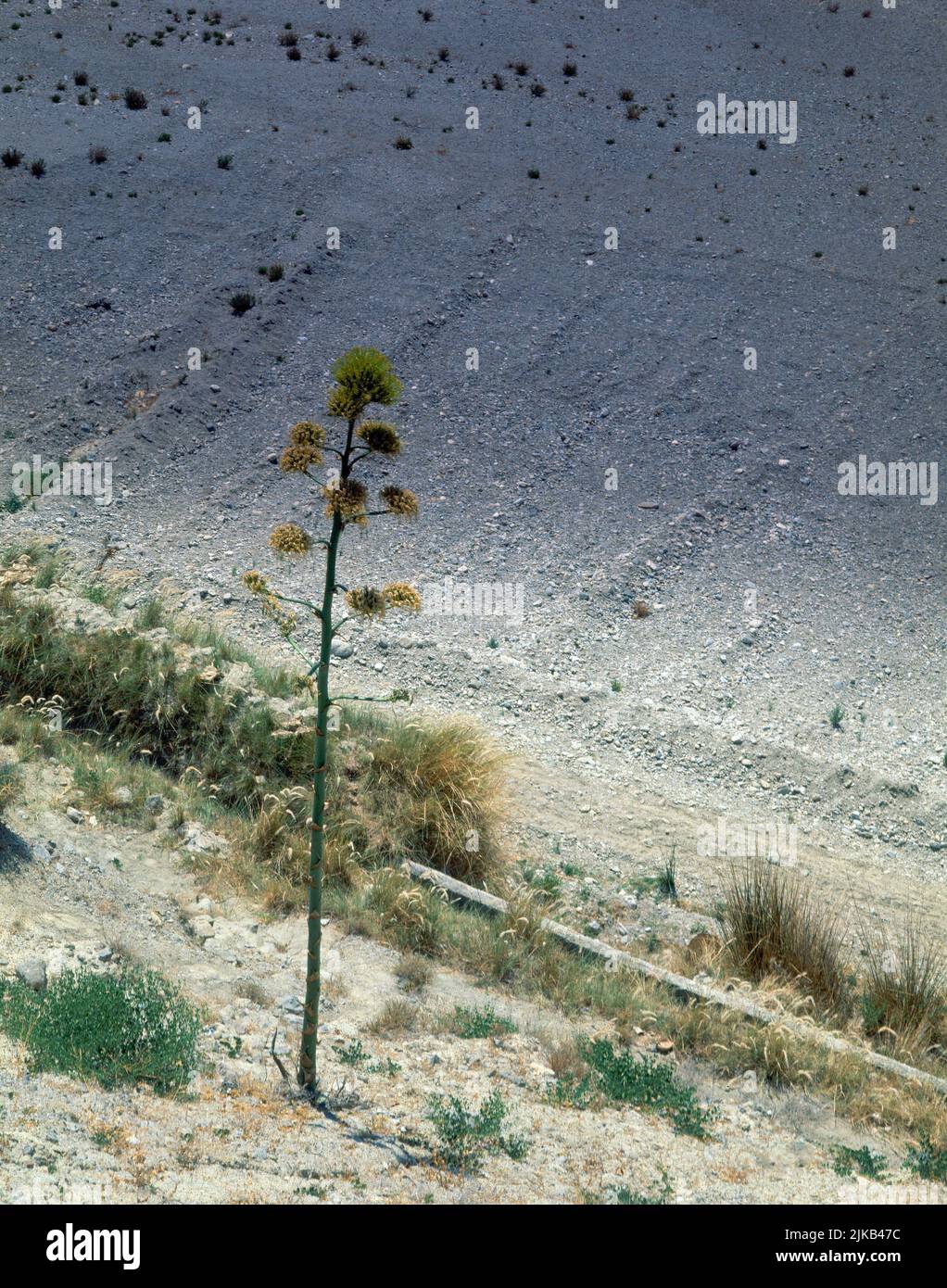 PLANTA SILVESTRE. Location: EXTERIOR. ALBOX. Almería. SPAIN Stock Photo ...