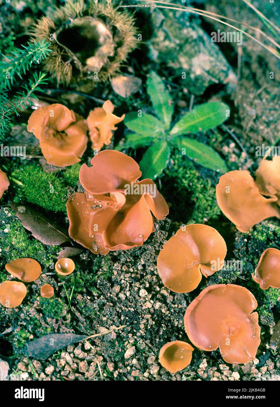Peziza aurantia fungus hi-res stock photography and images - Alamy