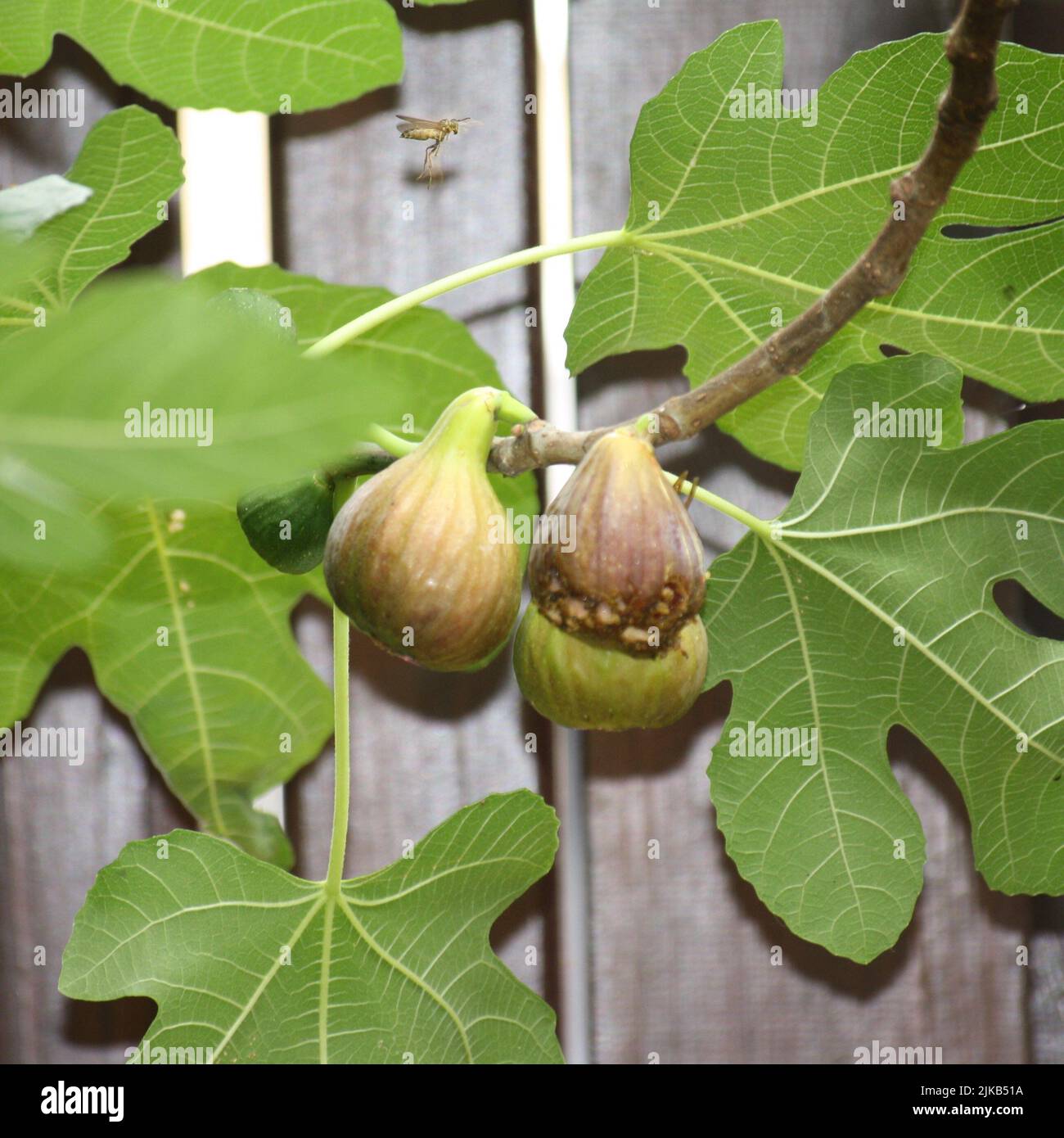 Fig wasp hi-res stock photography and images - Alamy