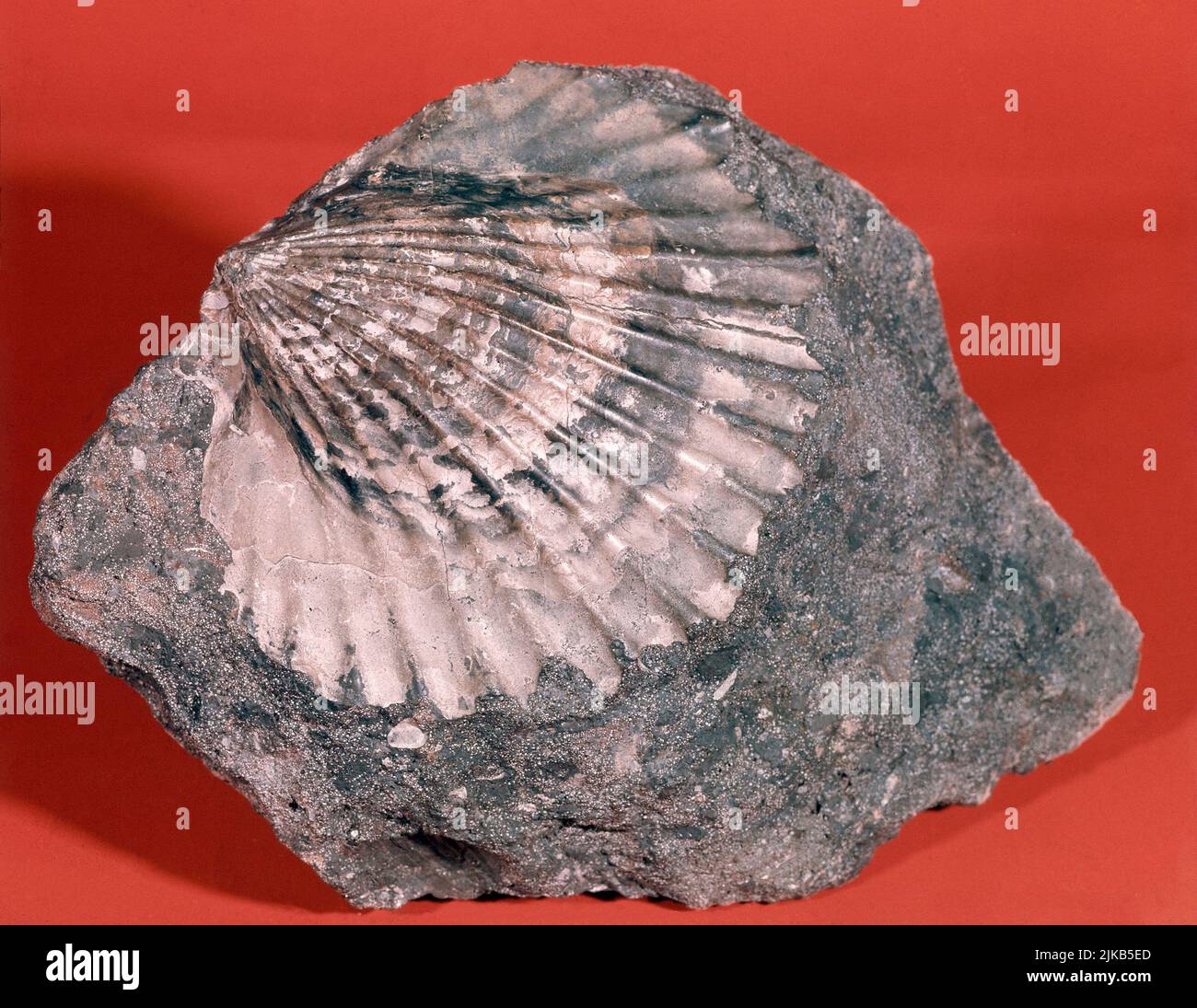 Fósil de concha hi-res stock photography and images - Alamy