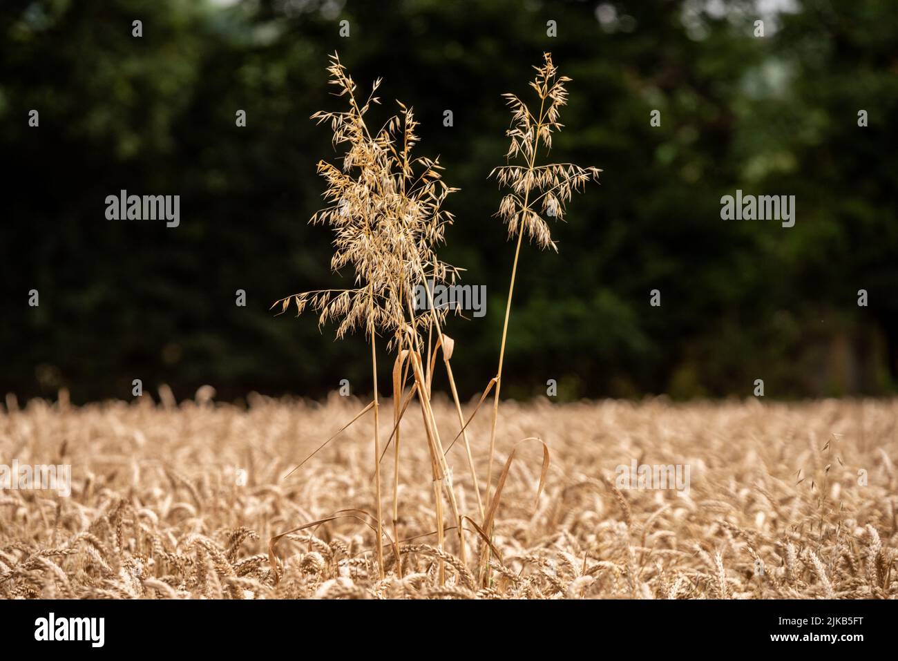 Bourton-on-the-Water, July 28th 2022: A wheatfield at Bourton-on-the ...