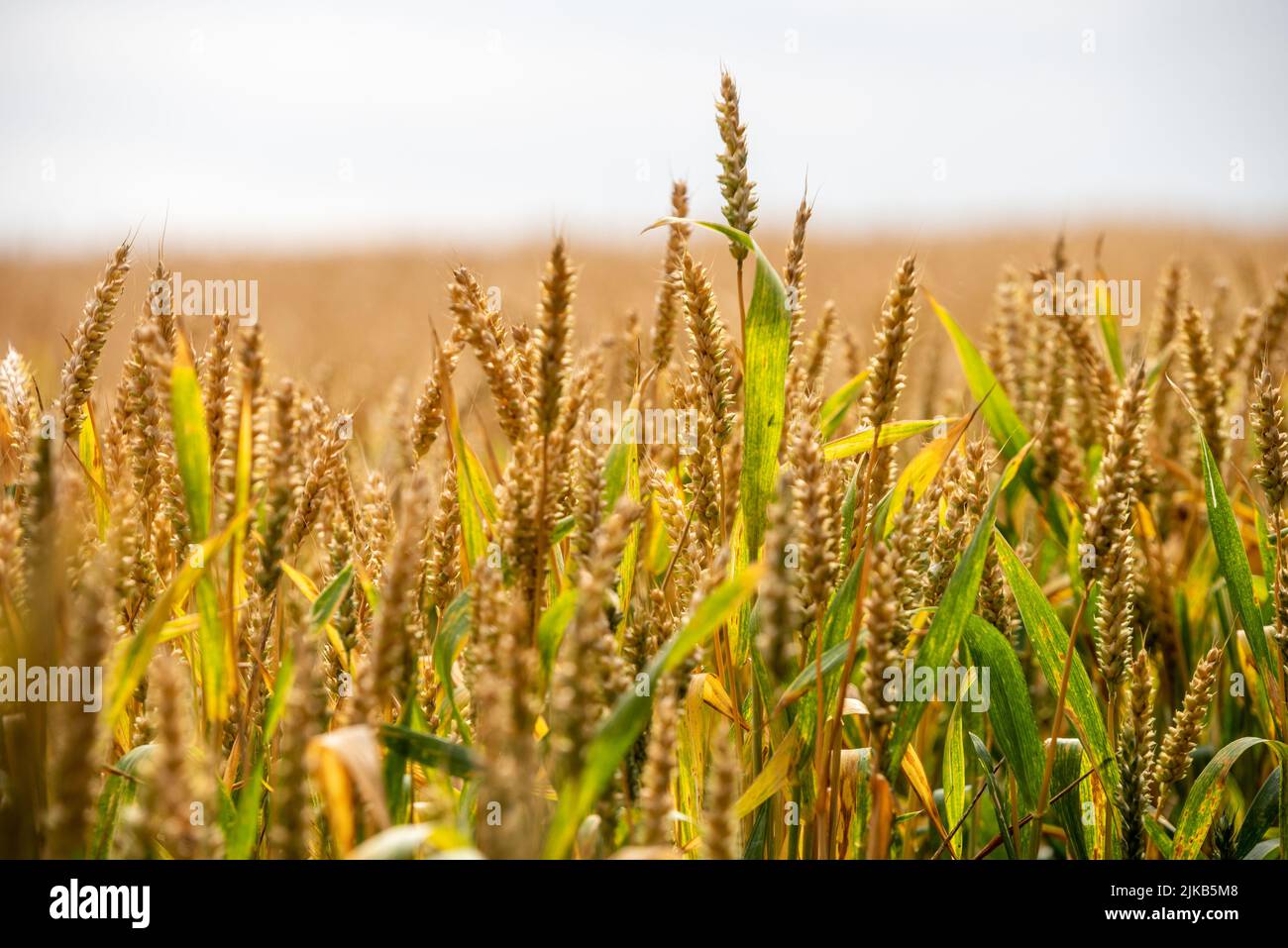 Bourton-on-the-Water, July 28th 2022: A wheatfield at Bourton-on-the ...