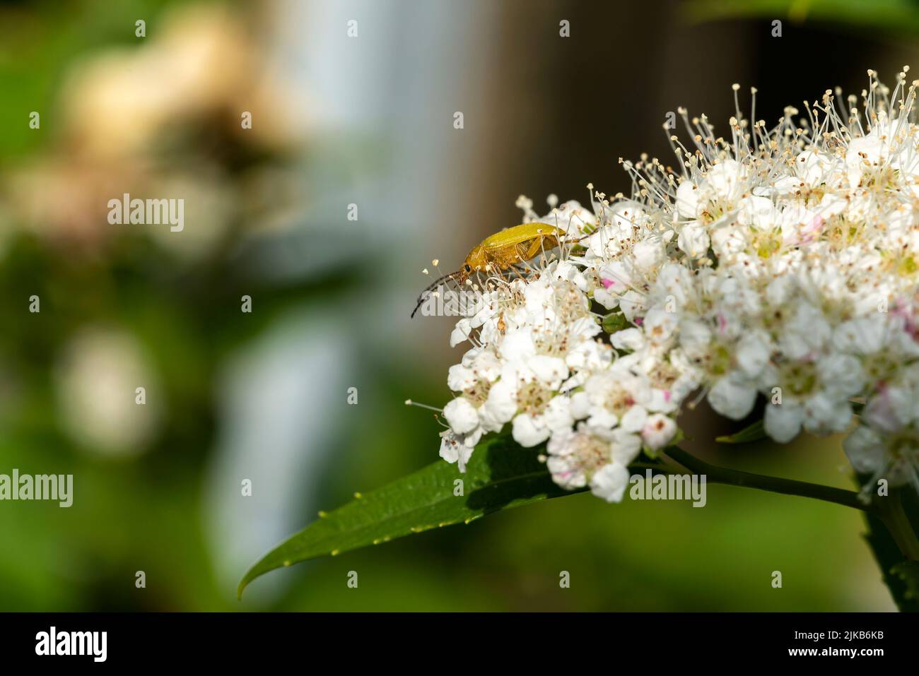 Sulphur Beetle (Cteniopus sulphureus) feeding on a spirea shrub flower ...