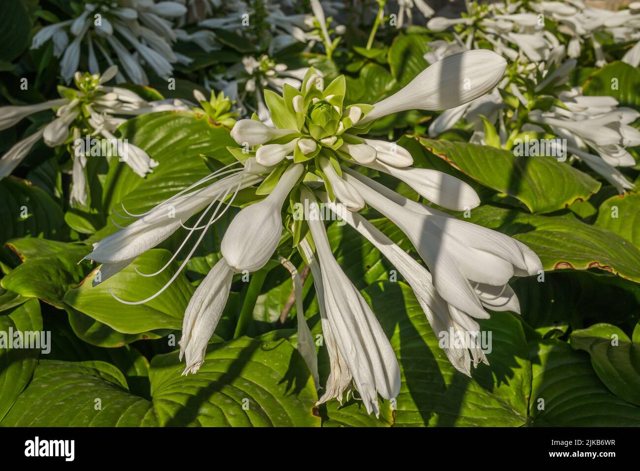 Large white flowers of the hosta capitata plant Stock Photo - Alamy