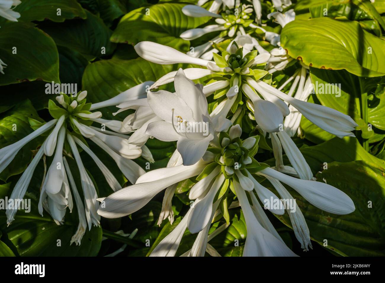 Large white flowers of the hosta capitata plant Stock Photo - Alamy