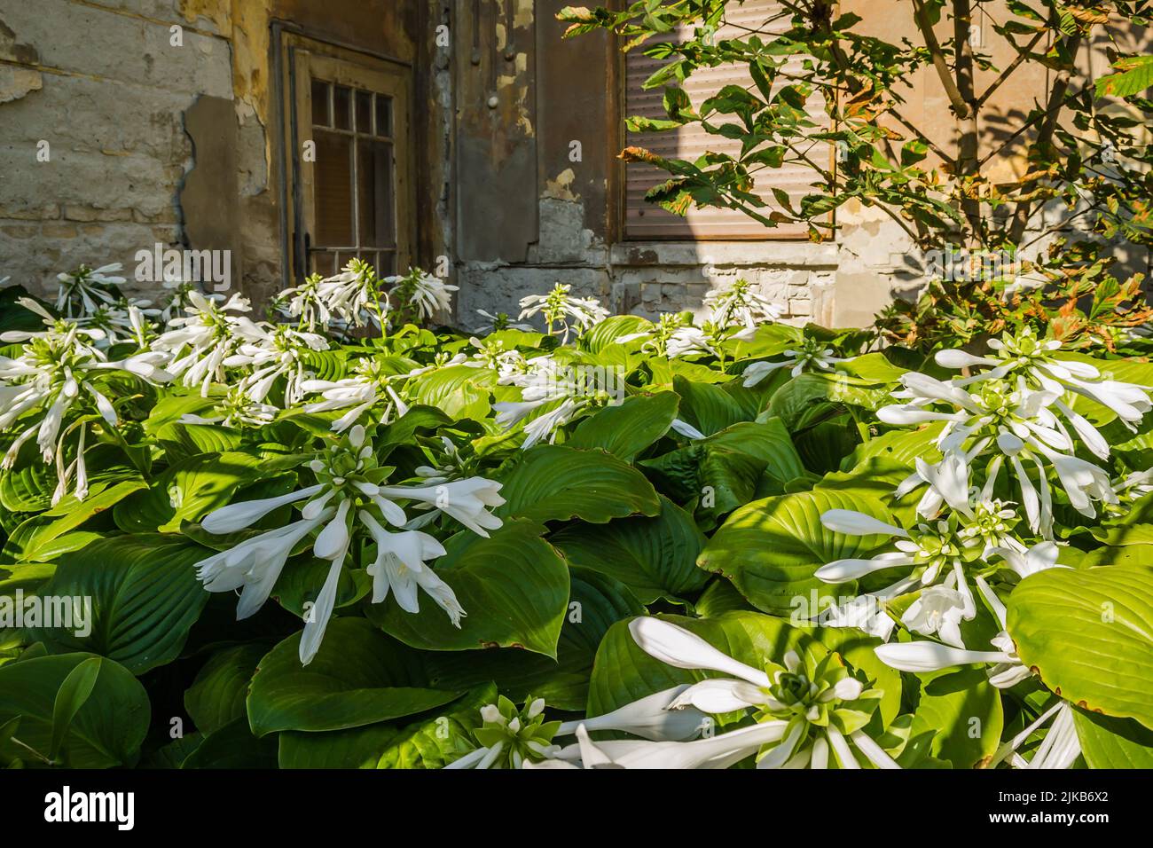 Large white flowers of the hosta capitata plant Stock Photo - Alamy