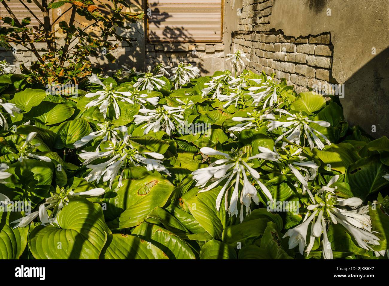 Large white flowers of the hosta capitata plant Stock Photo - Alamy
