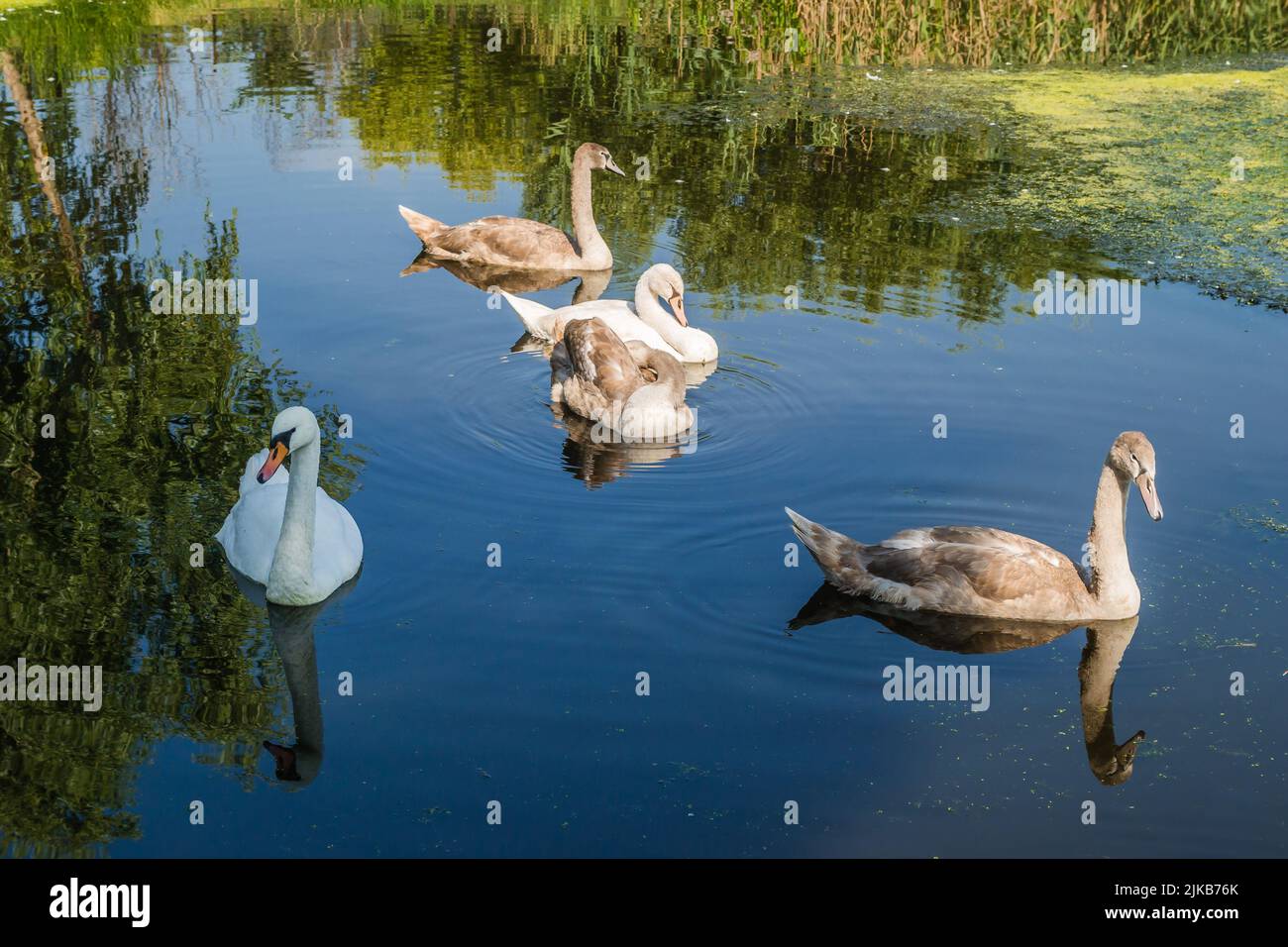 Swan small swans swims in hi-res stock photography and images - Alamy