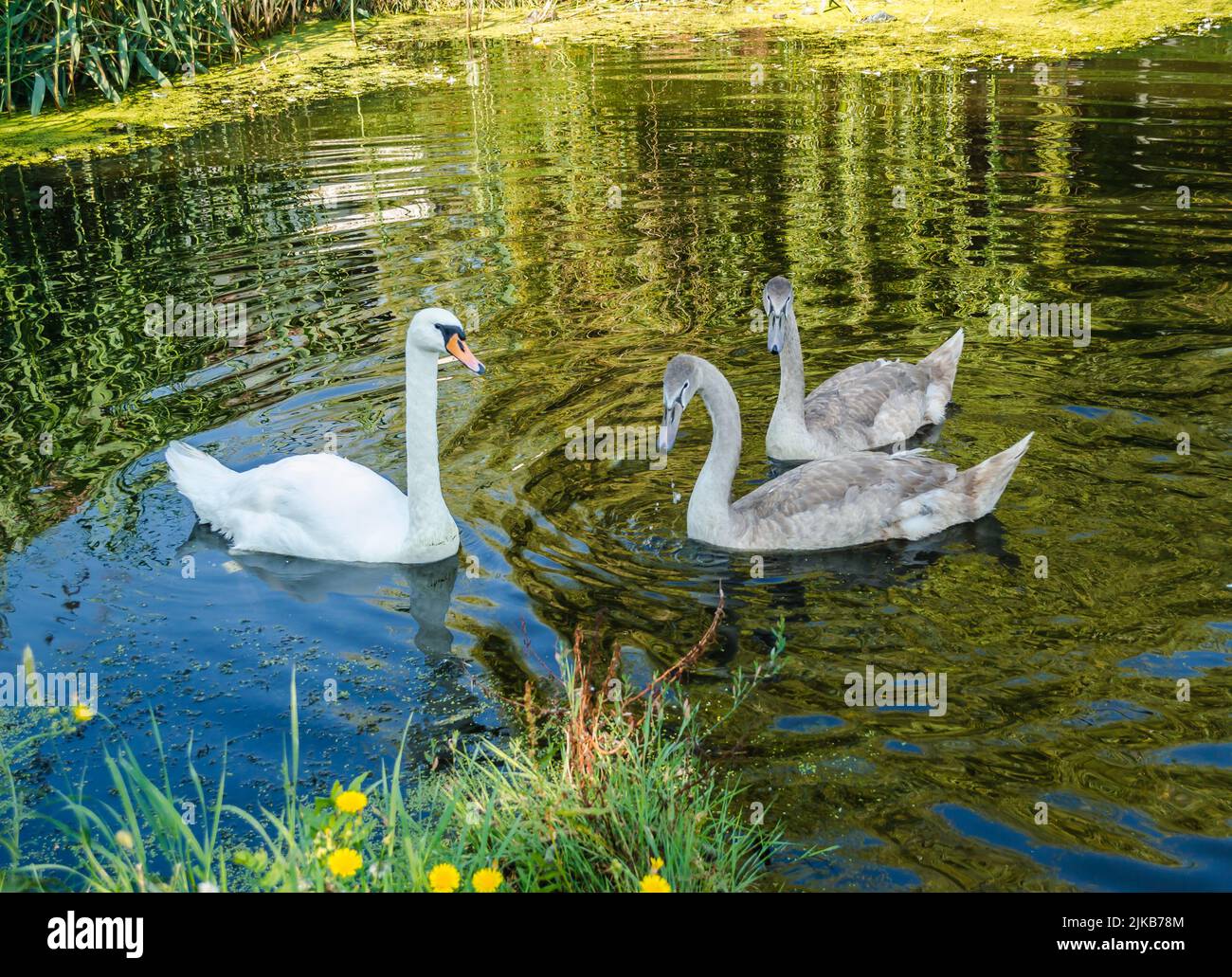 Swan small swans swims in hi-res stock photography and images - Alamy