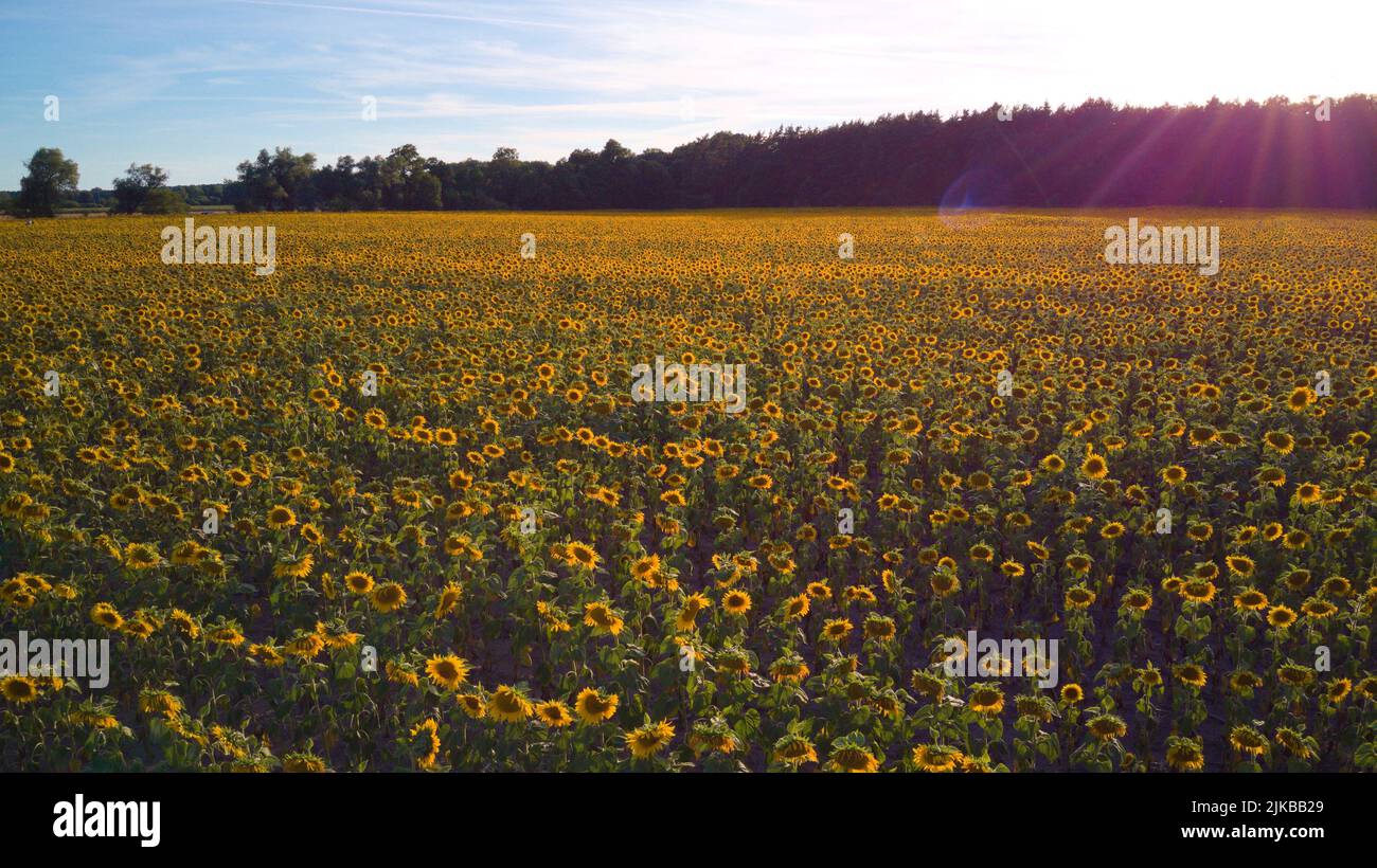 Aerial view sunflower field sunset hi-res stock photography and images ...