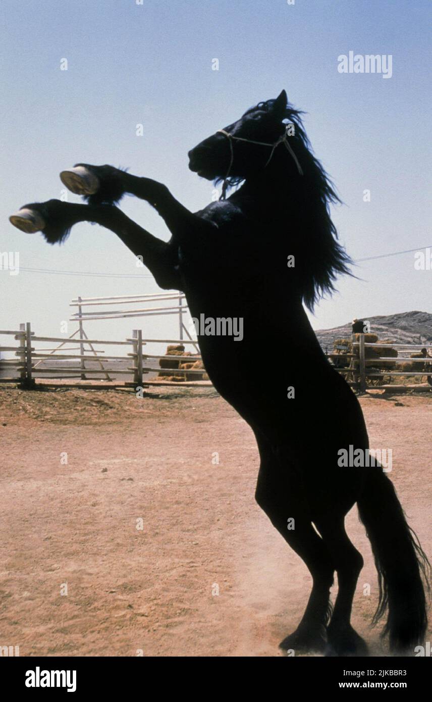 Horse Scene Film Running Free (1999) Director: Sergei Bodrov 10 ...