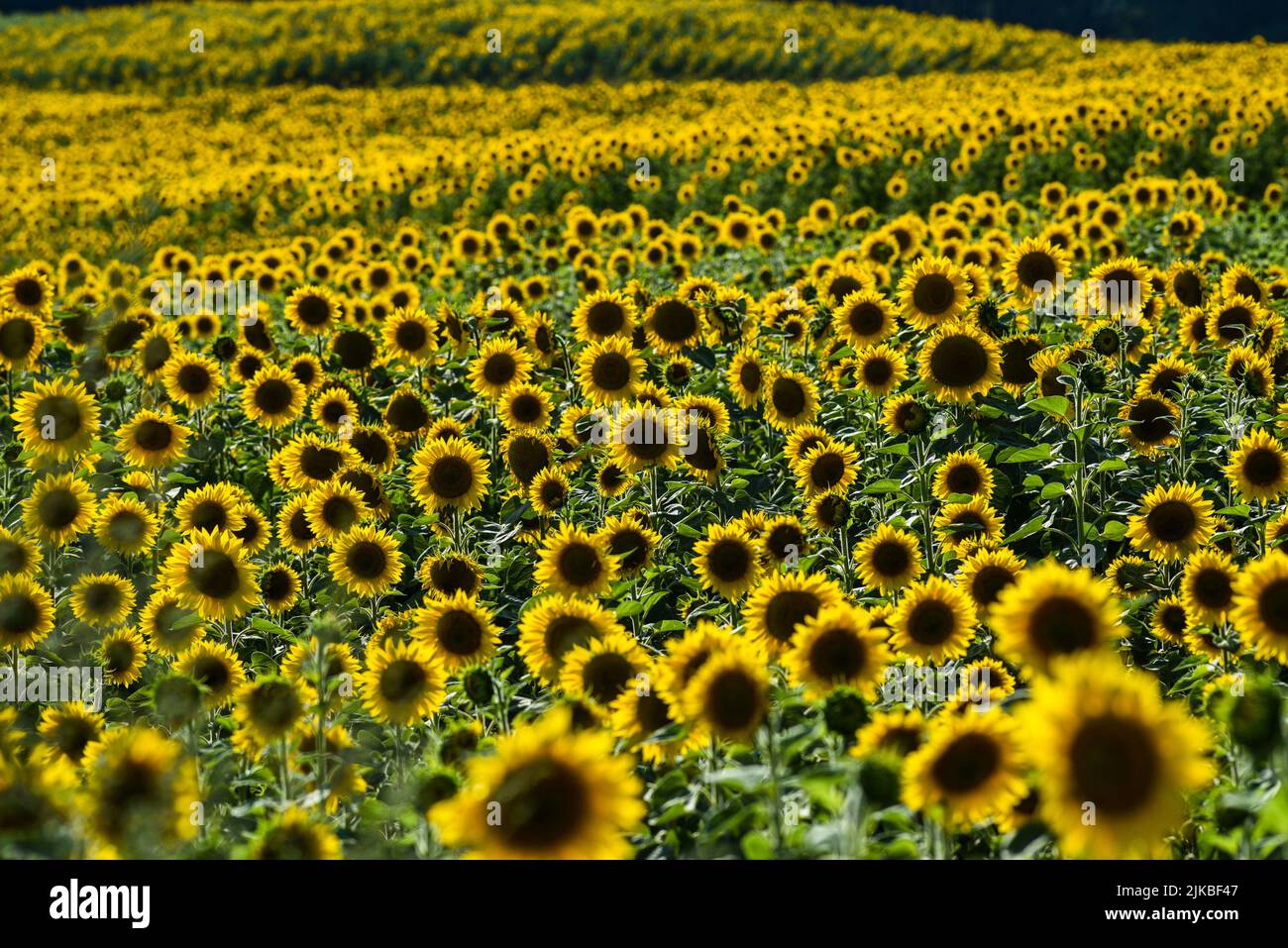 Sunflowers ripening in the field on a sunny day, texture of sunflowers ...