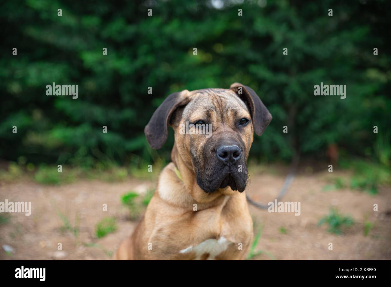 Jaws muscular hi-res stock photography and images - Alamy