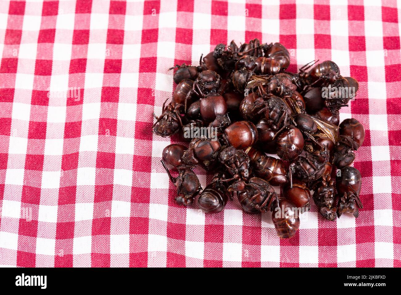 The tradition of the Santander culonas ants - Colombian gastronomy ...