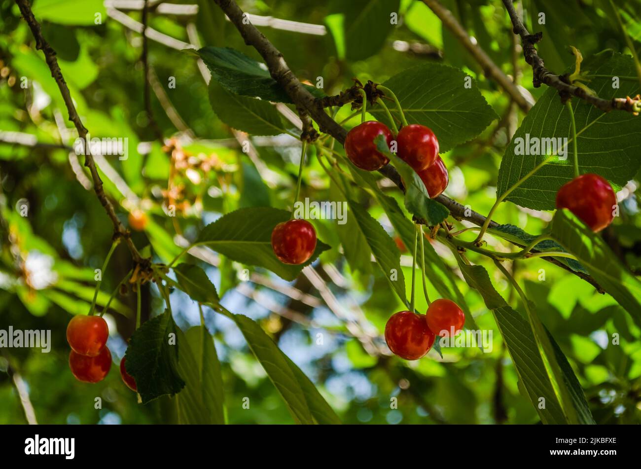 Red organically grown ripe cherry fruit in the tree canopy Stock Photo ...