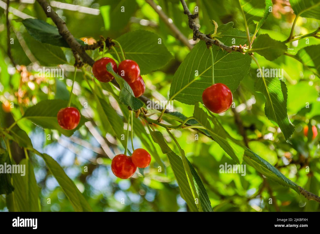 Red organically grown ripe cherry fruit in the tree canopy Stock Photo ...
