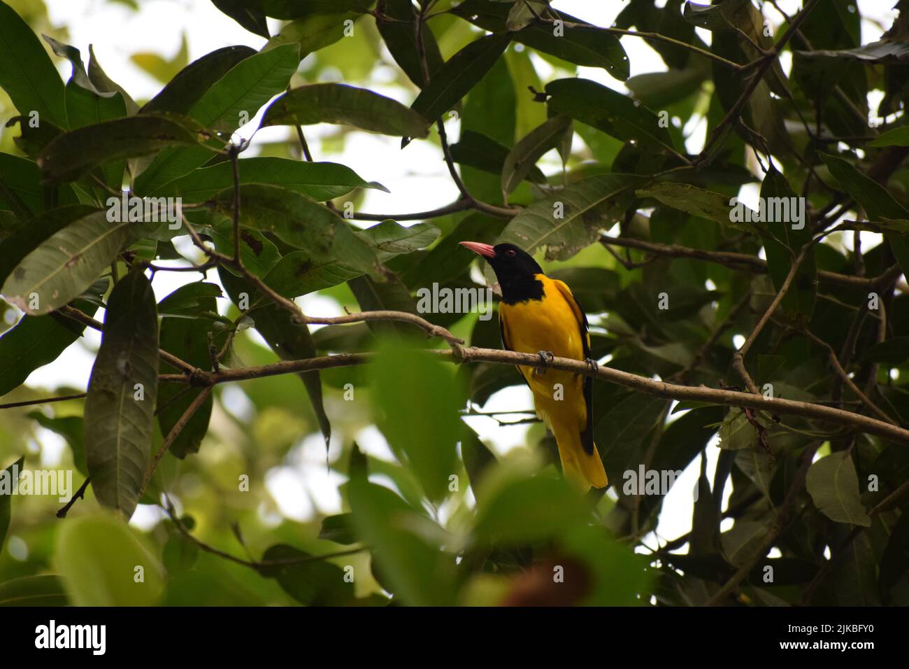 The Indian golden oriole sitting on a branch Stock Photo - Alamy