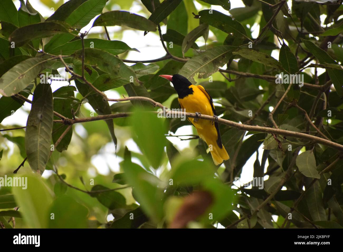 The Indian golden oriole sitting on a branch Stock Photo - Alamy