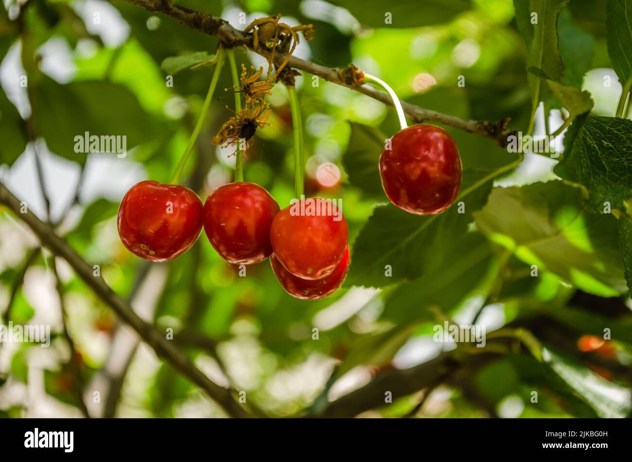 Red organically grown ripe cherry fruit in the tree canopy Stock Photo ...