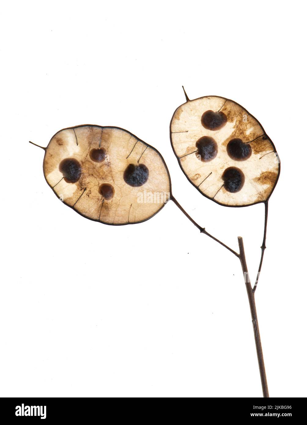 Honesty: Lunaria annua. Seed pods on white background Stock Photo - Alamy