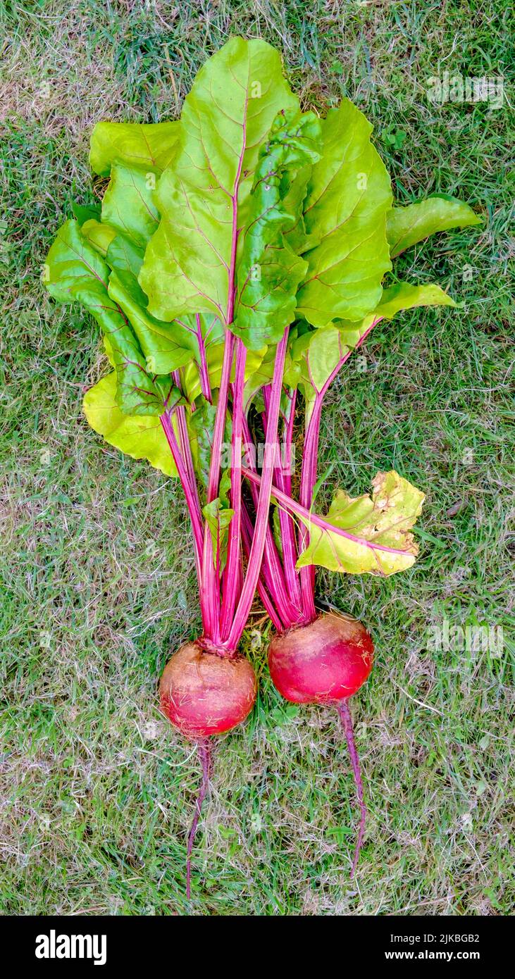 Beetroot with tops. Two freshly picked beets are lying on the grass ...