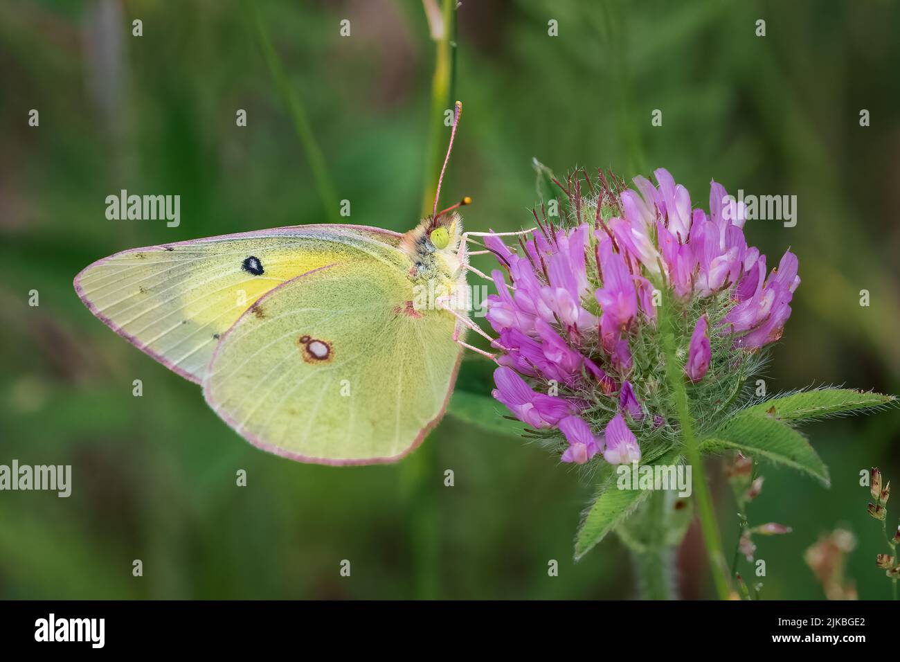 Photographing butterflies in July and August at the various nature ...