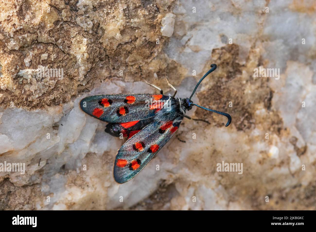 Zygaena rhadamanthus, Burnet moth Stock Photo - Alamy