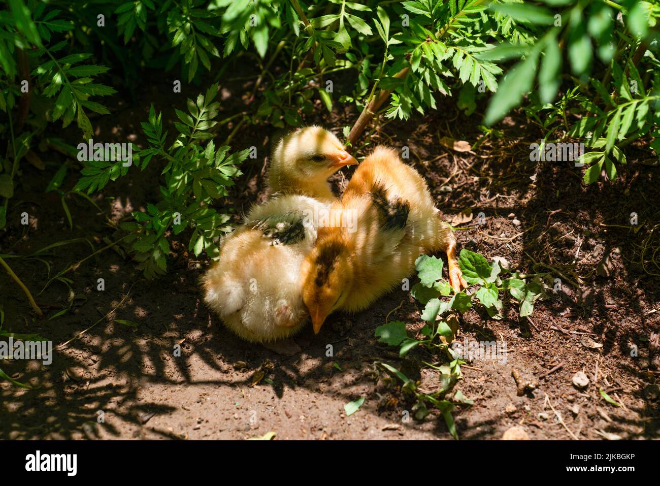 Pair little chicken chicks hi-res stock photography and images - Alamy