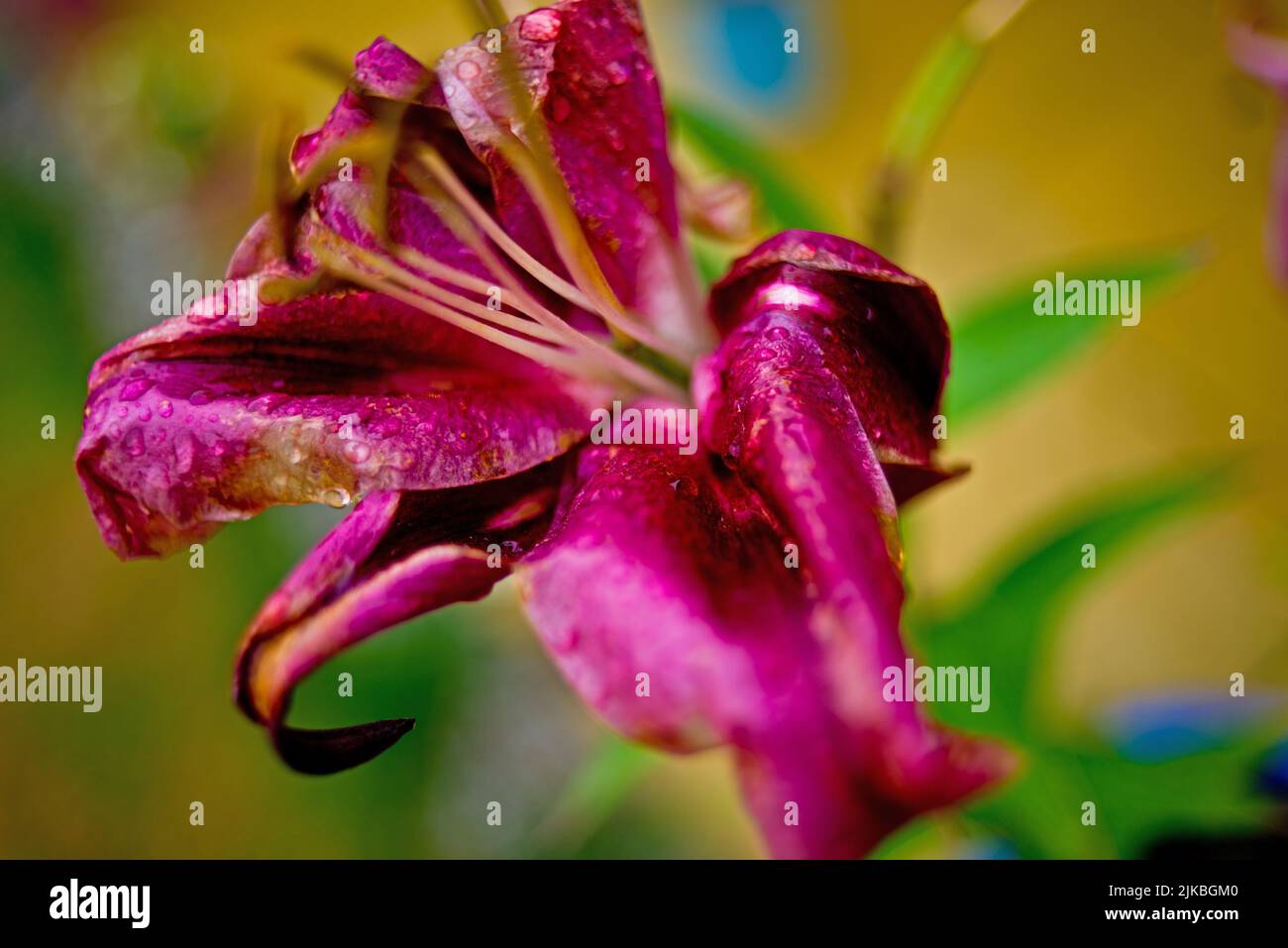 Dying Lily and raindrops Stock Photo - Alamy