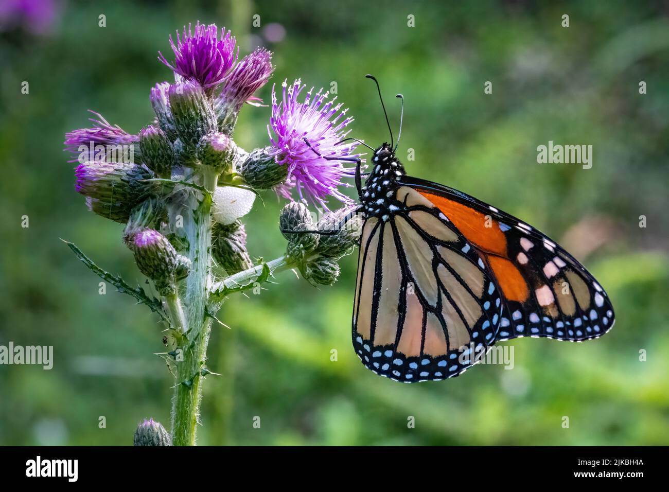 Photographing butterflies in July and August at the various nature ...