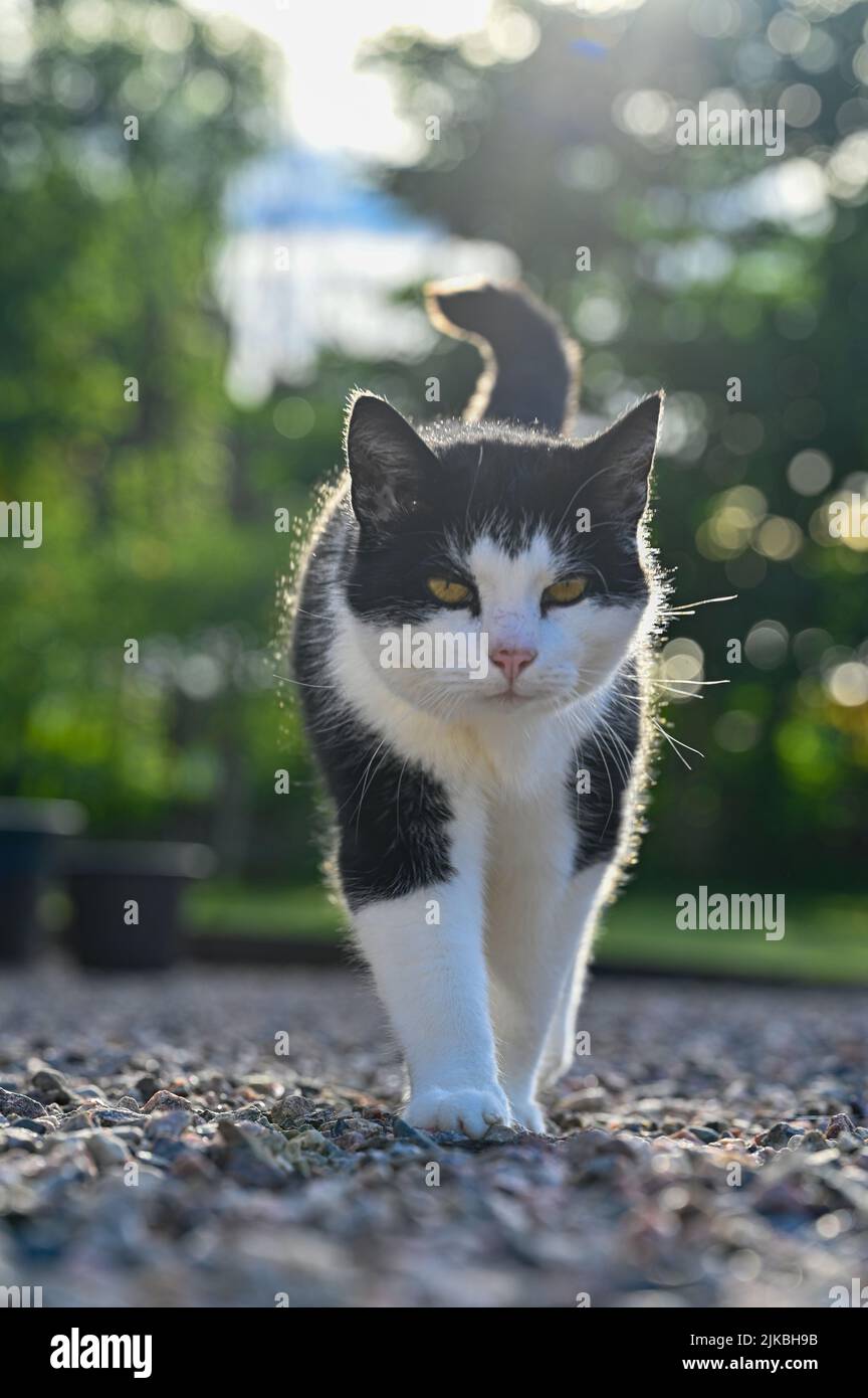 black and white cat walking in nice backlight Stock Photo - Alamy