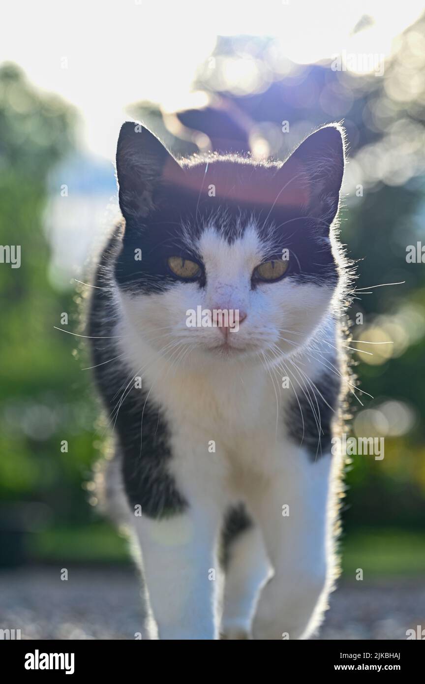 black and white cat walking in nice backlight Stock Photo - Alamy