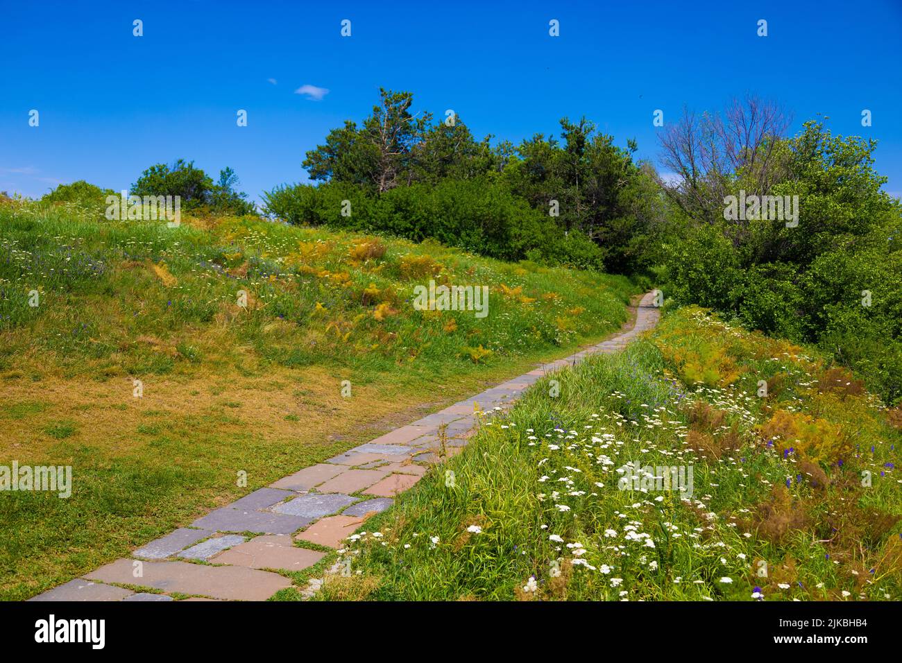 Rocky path through the forest Stock Photo - Alamy