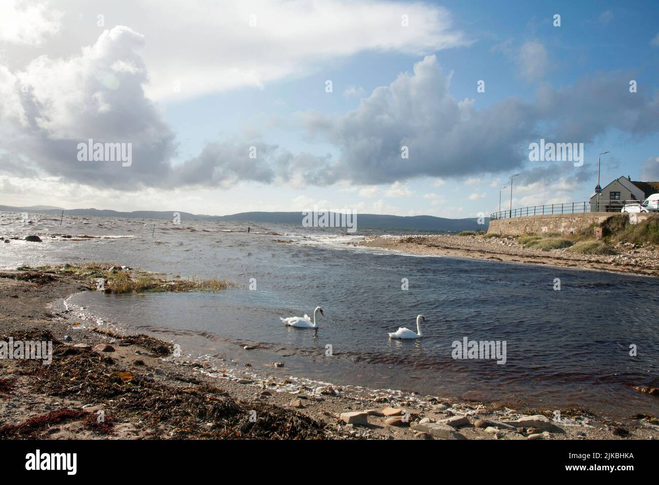 Swans swimming in the mouth of the Black Water at Balckwaterfoot the ...